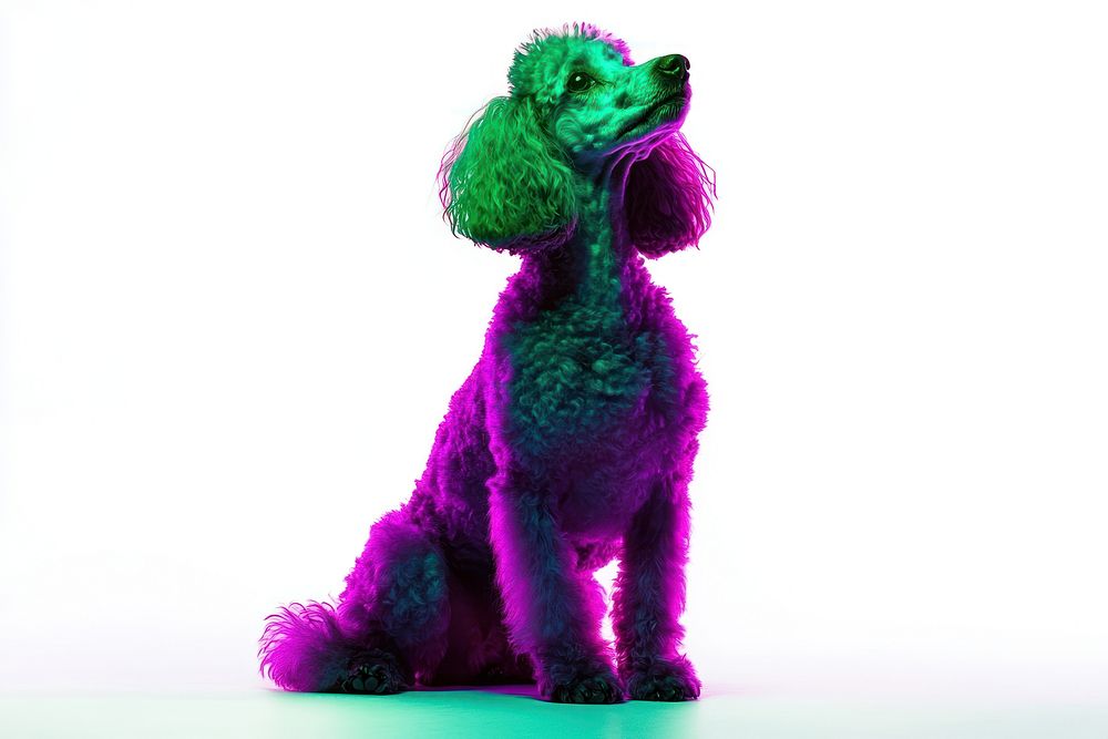 Poodle Neon rim light portrait | Free Photo - rawpixel