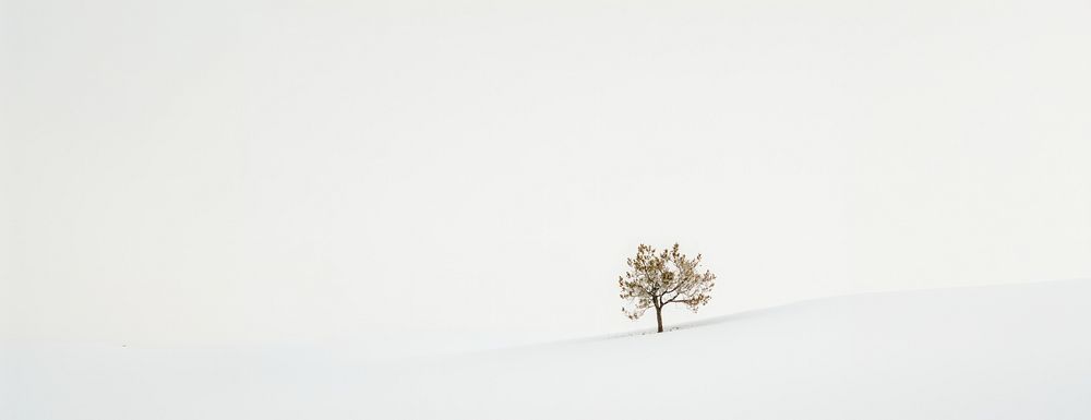Simple background nature winter tree | Free Photo - rawpixel