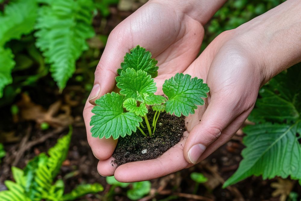 Leaves plant soil leaf. | Free Photo - rawpixel