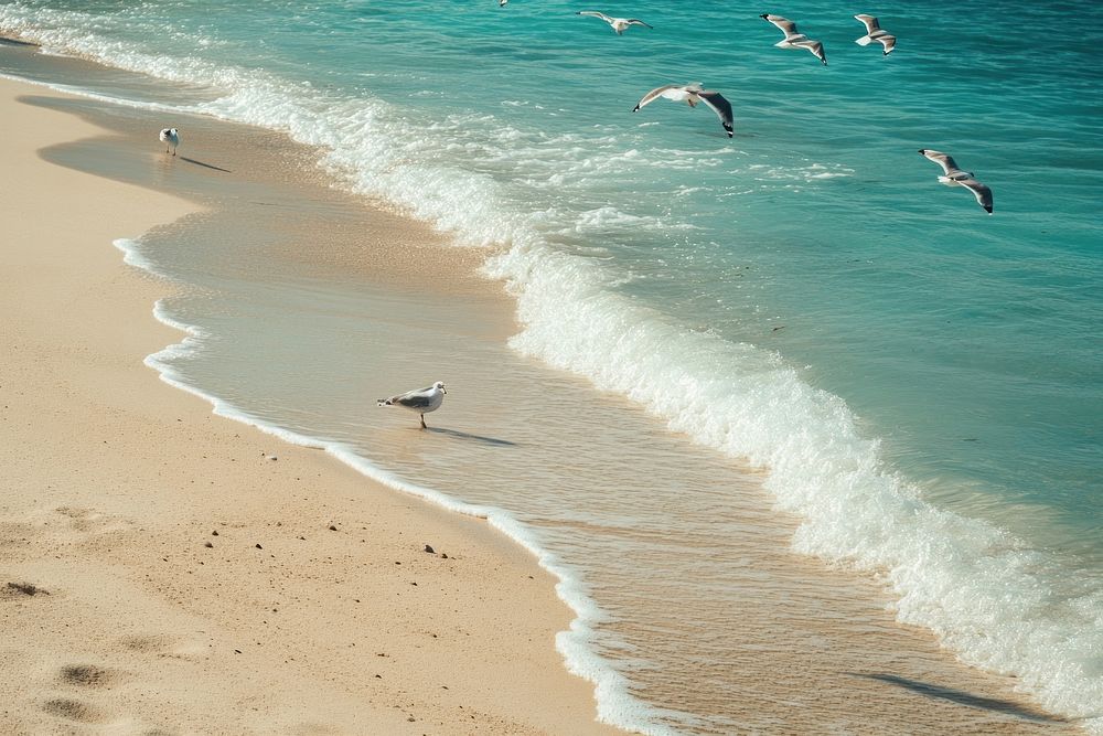 Beautiful beach ocean shoreline seagulls | Free Photo - rawpixel