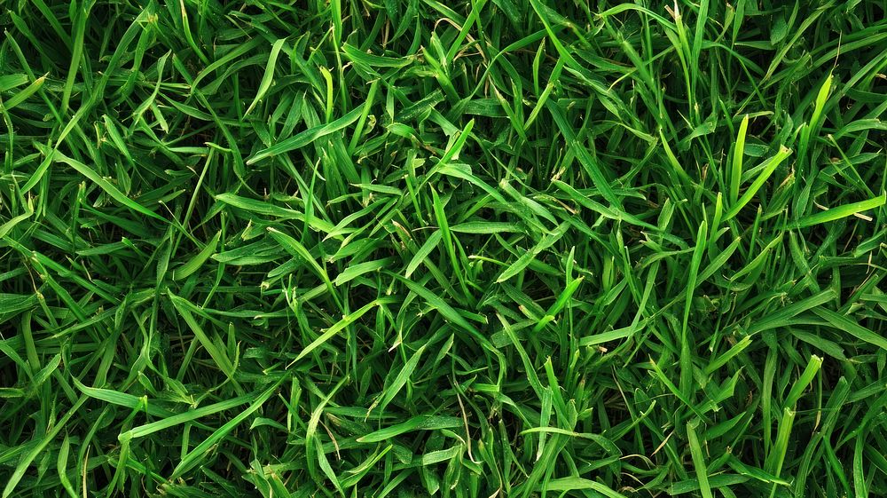 Wallpaper grass lawn background texture. | Free Photo - rawpixel