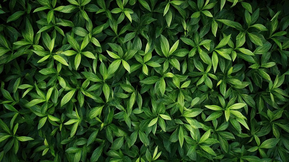 Wallpaper grass leaves plant green. | Free Photo - rawpixel