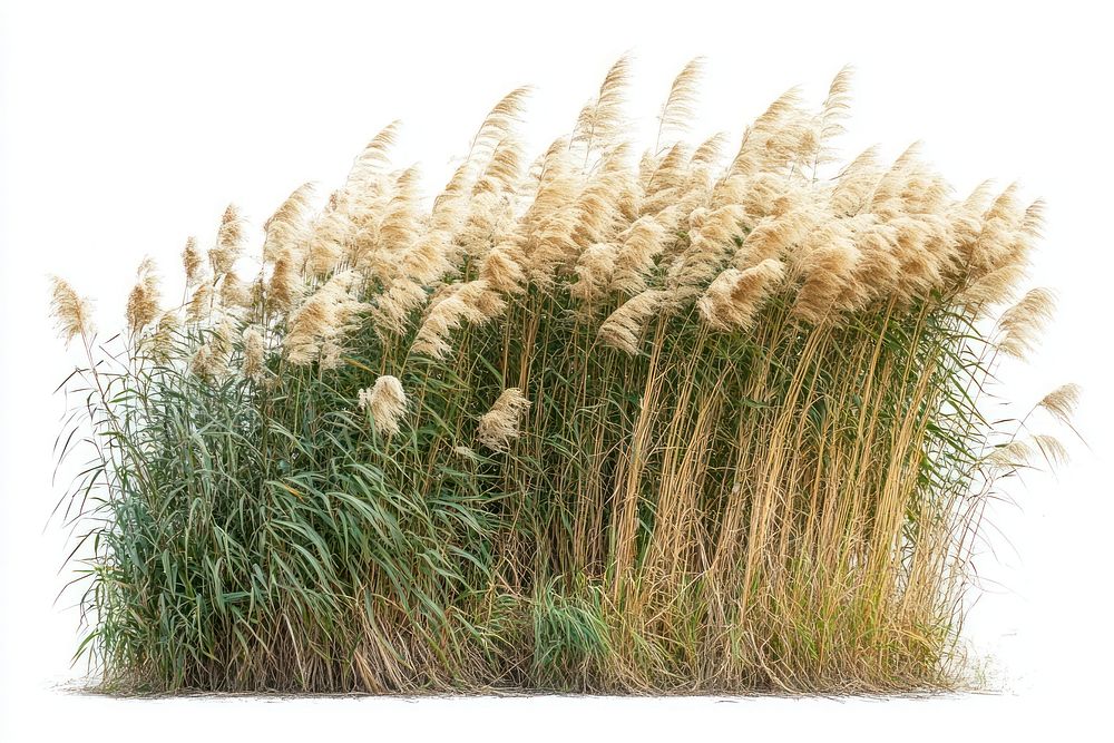 Tall swamp grass bushes grasses | Free Photo - rawpixel