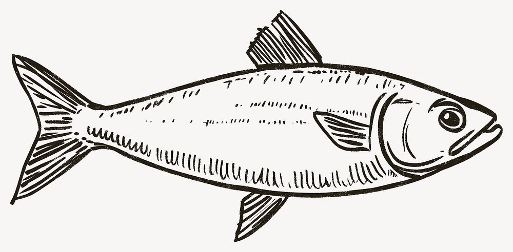 Anchovy fish seafood white illustration | Free Vector - rawpixel