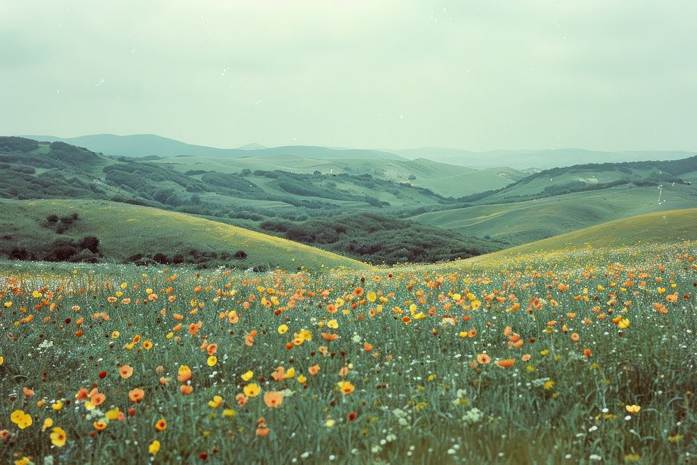 Spring flower hills flowers countryside | Free Photo - rawpixel