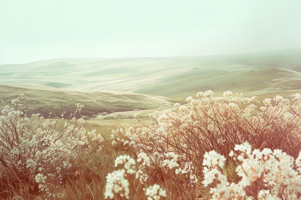 Spring flower hills flowers landscape | Free Photo - rawpixel