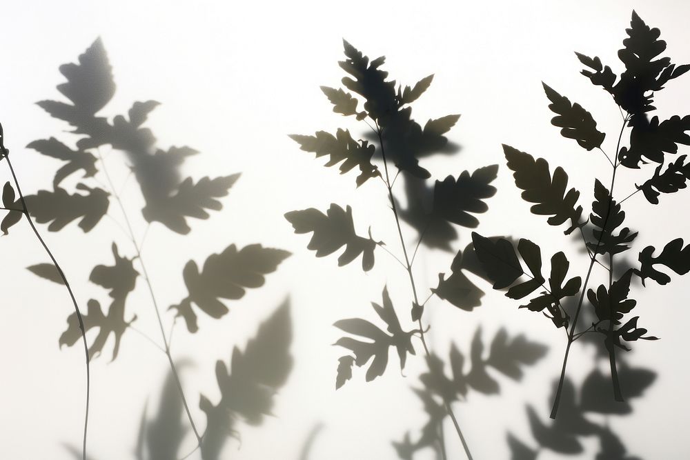Shadow foliage shadow silhouette nature | Free Photo - rawpixel