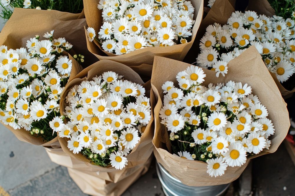 Four bunches white small daisies | Free Photo - rawpixel
