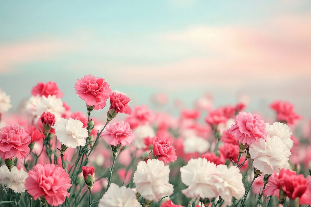 Carnation flower fields carnations flowers | Free Photo - rawpixel