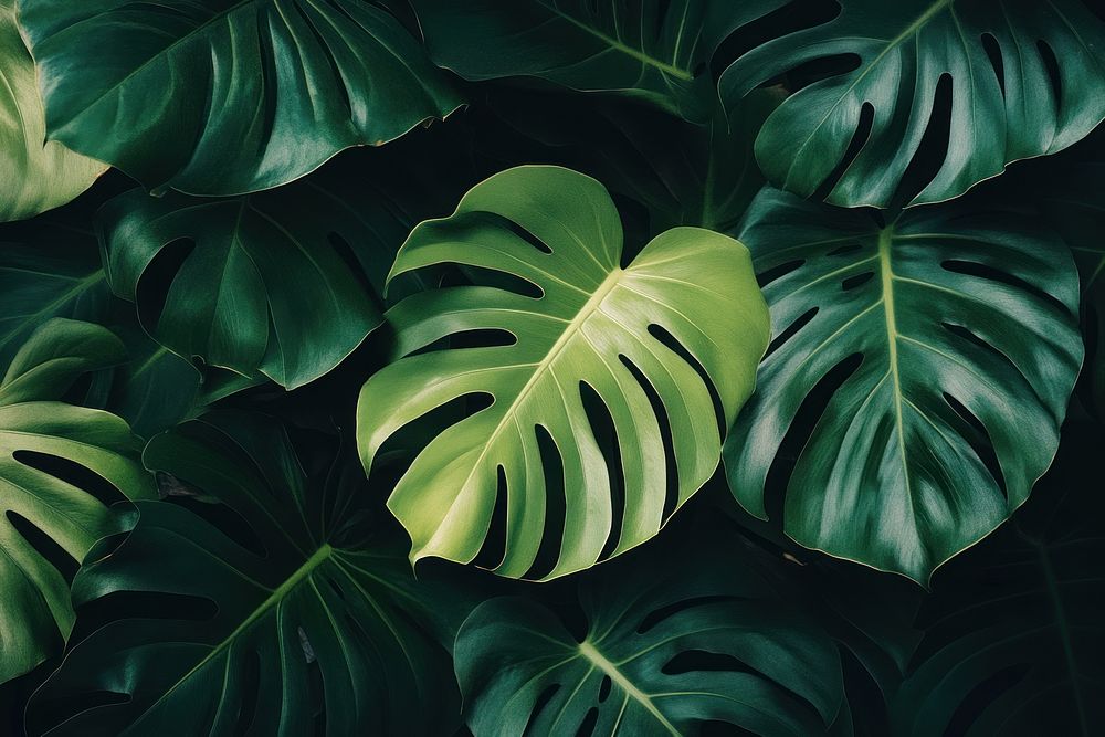 Abstract green leaf texture leaves | Free Photo - rawpixel