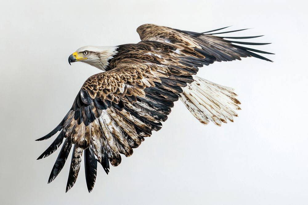Bale Eagle flying eagle bird | Free Photo - rawpixel
