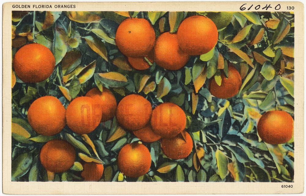 Golden Florida oranges | Free Photo Illustration - rawpixel