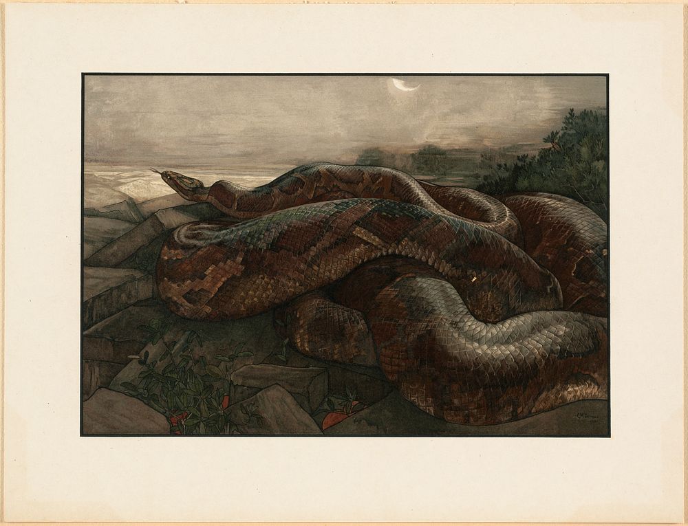 Kaa python | Free Photo Illustration - rawpixel