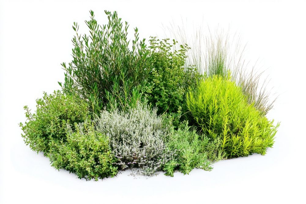 Group different bushes vegetation plants | Free Photo - rawpixel