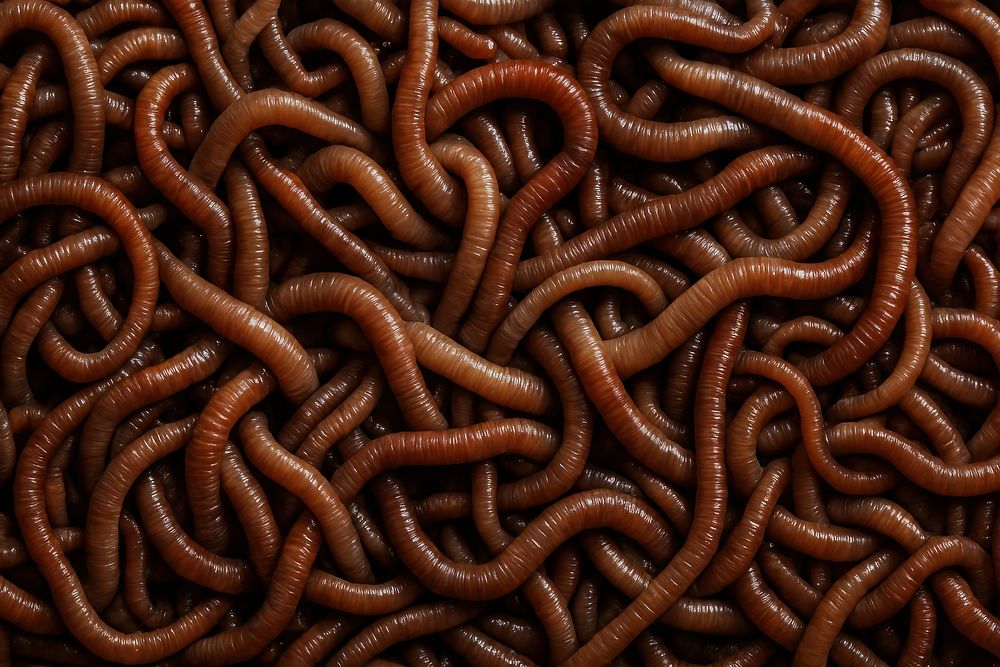 Close-up of intertwined earthworms | Free Photo - rawpixel
