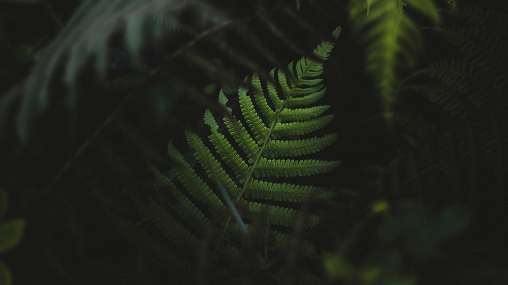 Lush fern leaves in darkness | Premium Photo - rawpixel