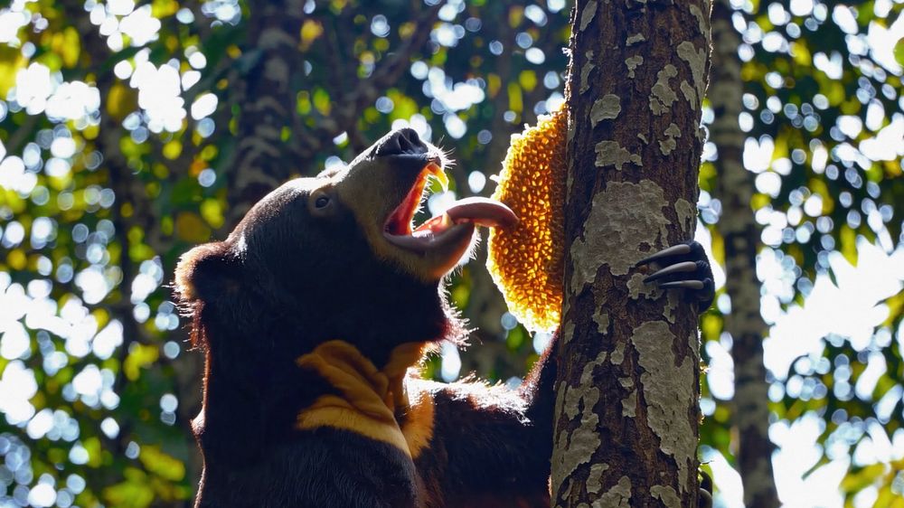 Sun bear eating honeycomb tree | Free Photo - rawpixel