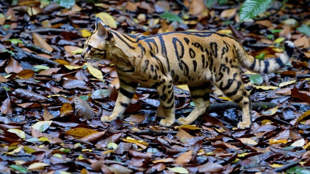 Wildcat prowling through leaves | Free Photo - rawpixel