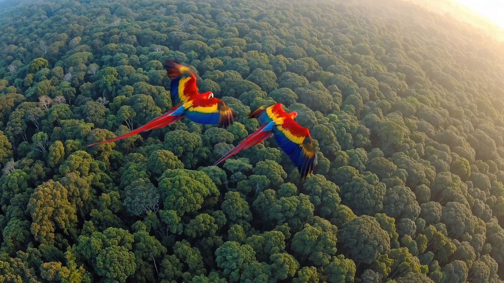 Bird Desktop Wallpaper Nature Tropical Tree Images | Free Photos, PNG ...