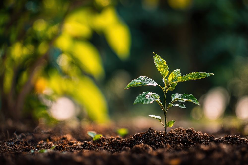 Fertility Background Nature Images | Free Photos, PNG Stickers ...