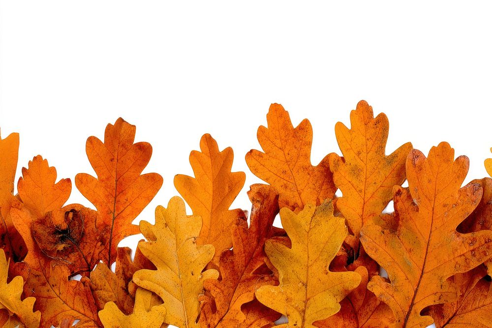 Jpg+raw PNG Images | Free Photos, PNG Stickers, Wallpapers ...