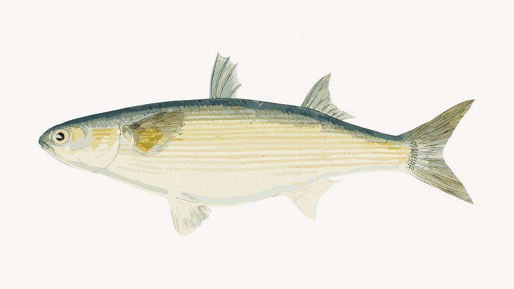 Antique fish sand mullet illustration | Free Vector - rawpixel