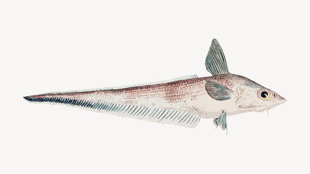 Rattail fish sea creature vintage | Free Vector - rawpixel