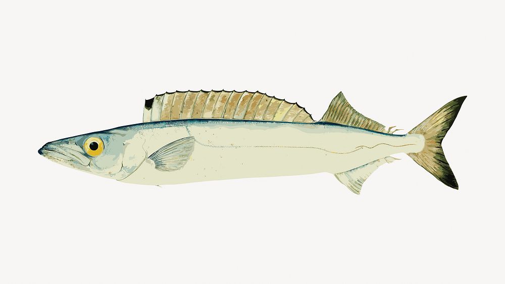 Rexea furcifera Waite fish sea | Free Vector - rawpixel