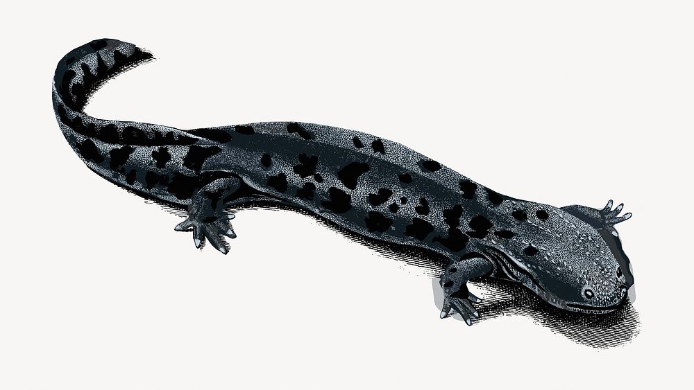 Vintage hellbender salamander amphibian, artworks | Free Vector - rawpixel