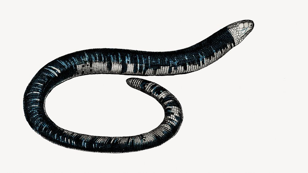 Vintage spotted worm lizard amphibian, | Free Vector - rawpixel
