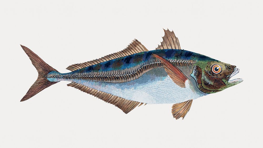 Mackerel scad, fish vintage illustration | Free Vector - rawpixel