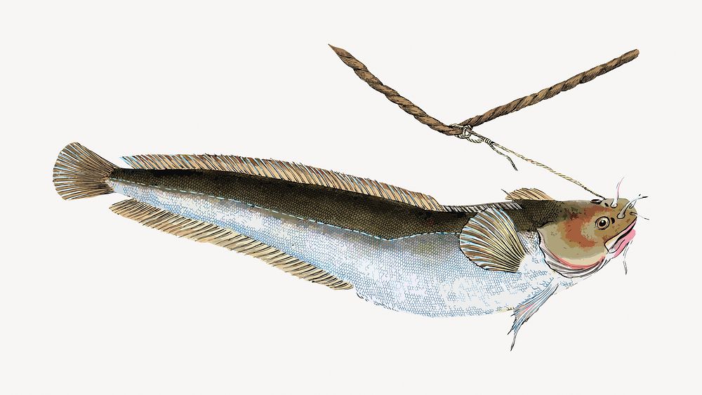 Five-beard cod, fish vintage illustration | Free Vector - rawpixel