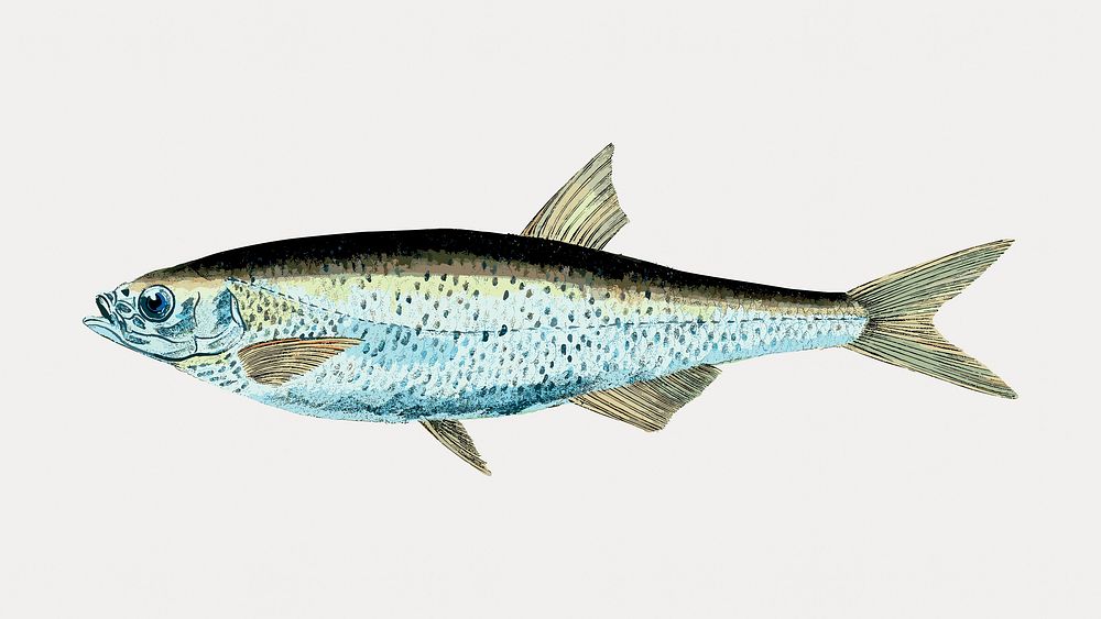 Bleak, fish vintage illustration isolated | Free Vector - rawpixel