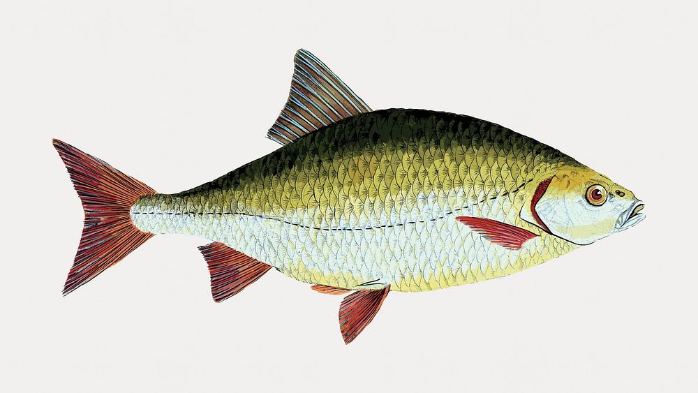 Red-eye, fish vintage illustration isolated | Free Vector - rawpixel