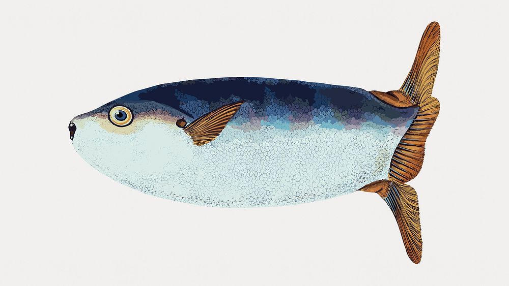 Dwarf Sunfish Images | Free Photos, PNG Stickers, Wallpapers ...