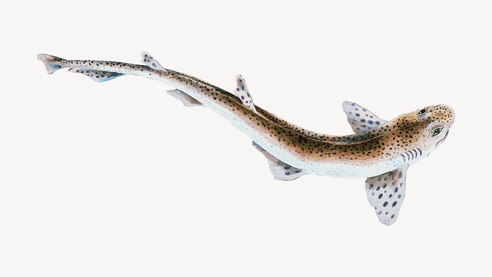 Lesser Spotted Dog-fish, fish vintage | Free Vector - rawpixel