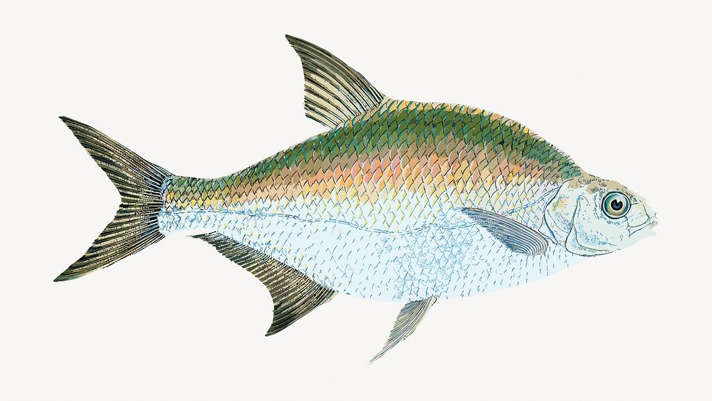 Freshwater Bream Images | Free Photos, PNG Stickers, Wallpapers ...