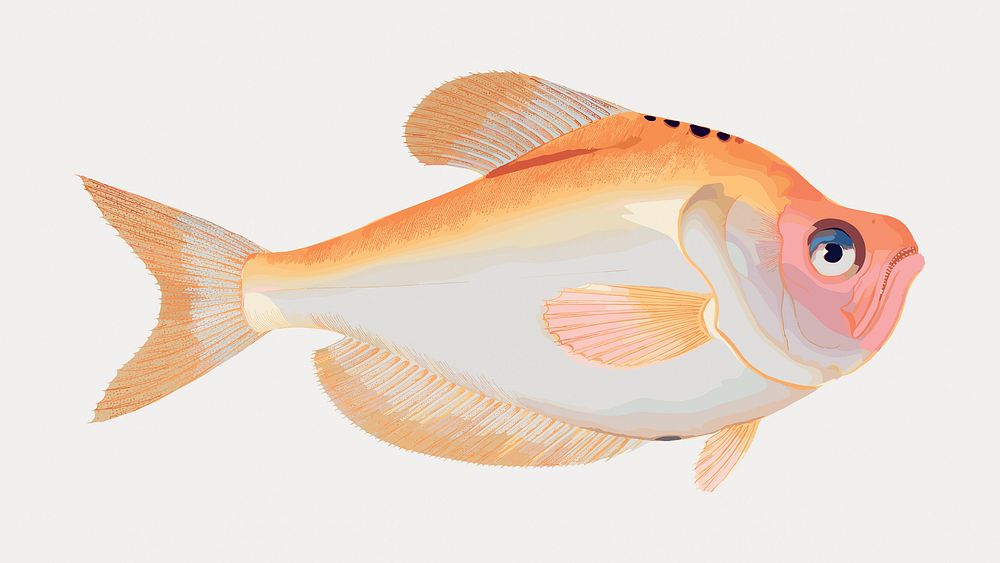 Kyrtus indicus, fish vintage illustration | Free Vector - rawpixel