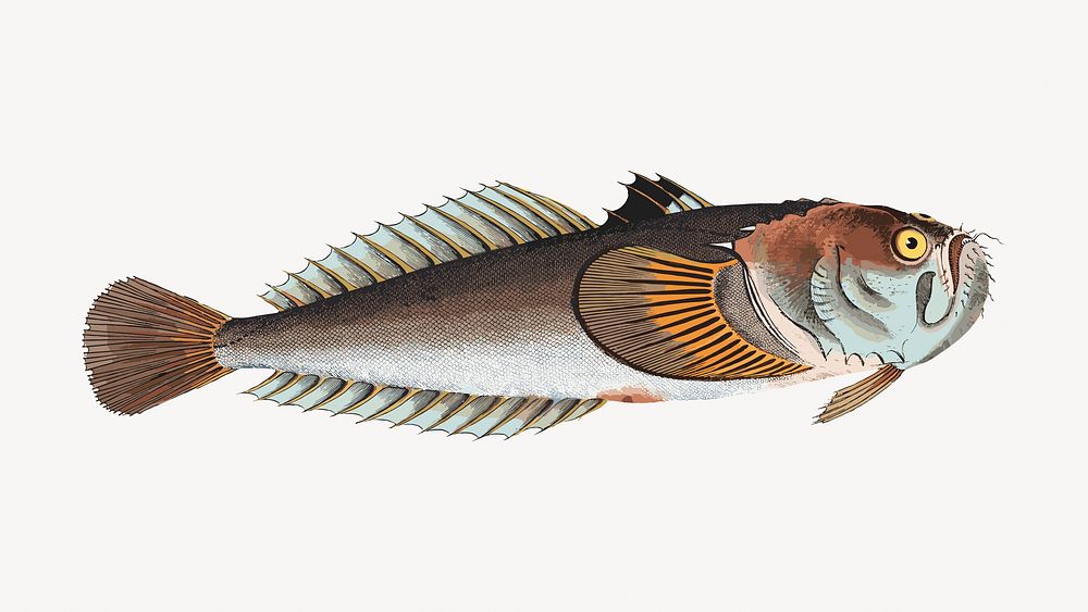 Star-Gazer, fish vintage illustration, vector | Free Vector - rawpixel