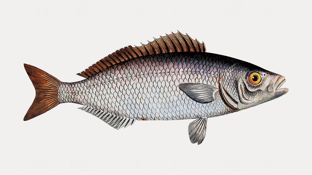 Gold-eye, fish vintage illustration isolated | Free Vector - rawpixel