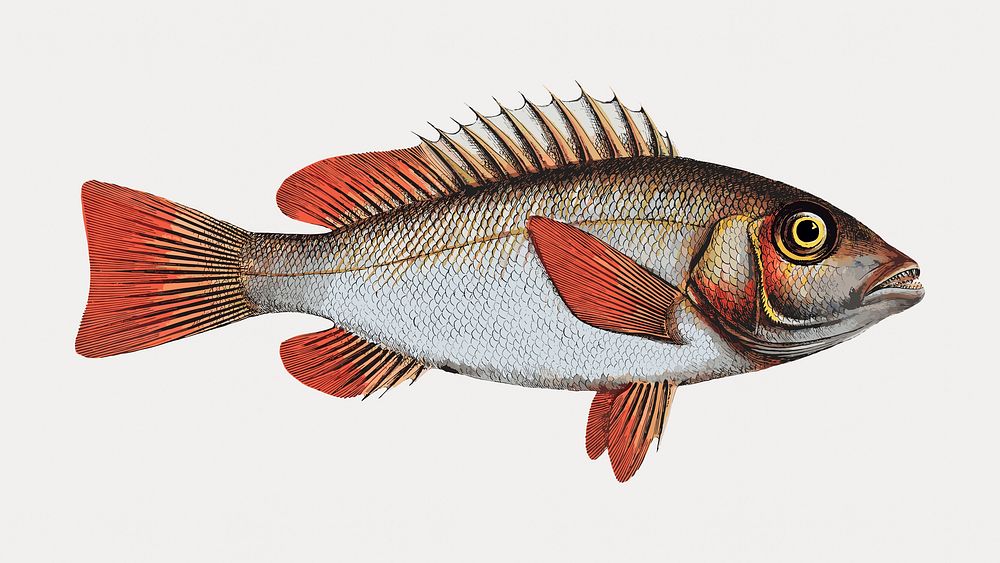 Red-fin, fish vintage illustration isolated | Free Vector - rawpixel