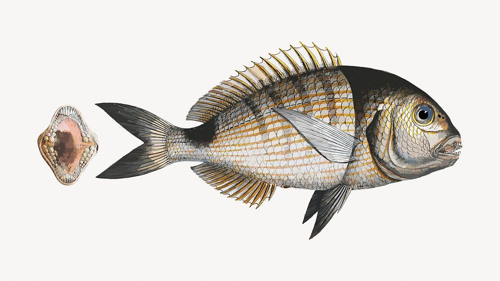 Base, fish vintage illustration, vector | Free Vector - rawpixel