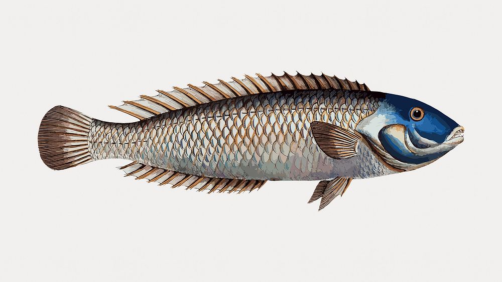 Blue-head (Labrus cyanocephalus), fish vintage | Free Vector - rawpixel