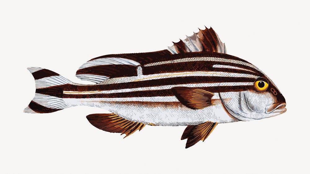 Warna (Anthias Diagramma), fish vintage | Free Vector - rawpixel