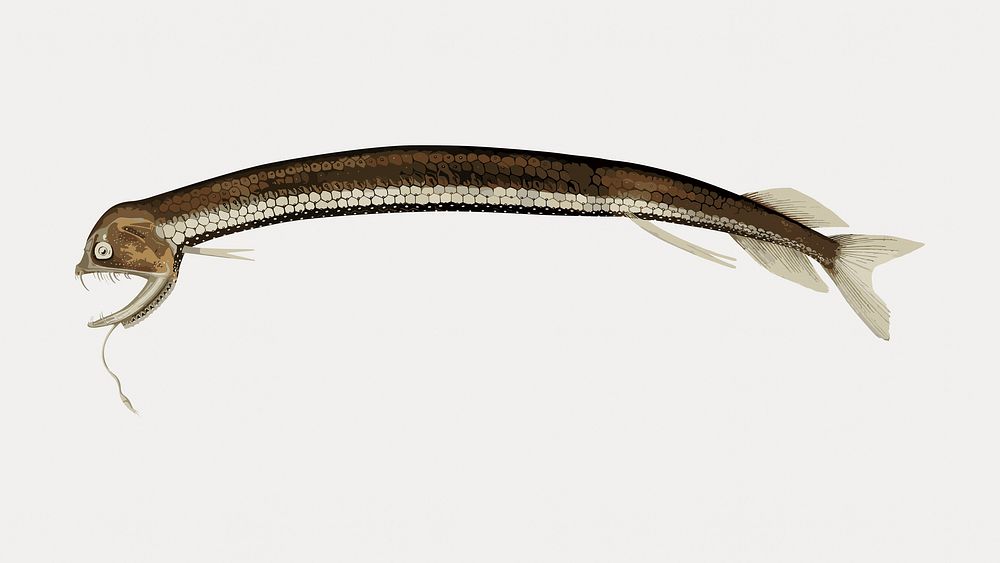 Animal vintage illustration, deep sea | Free Vector - rawpixel