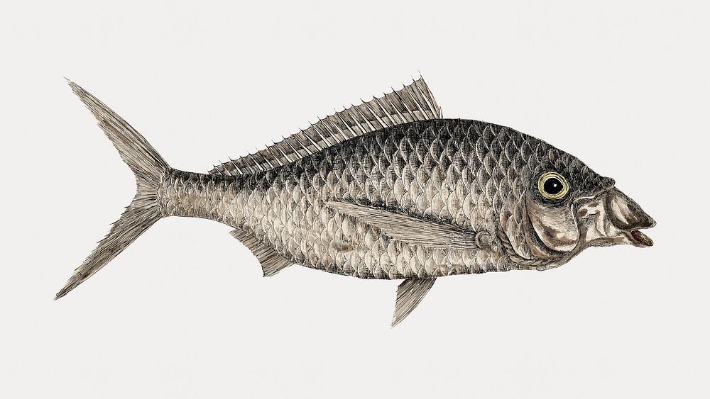 Shad fish, vintage illustration isolated | Free Vector - rawpixel