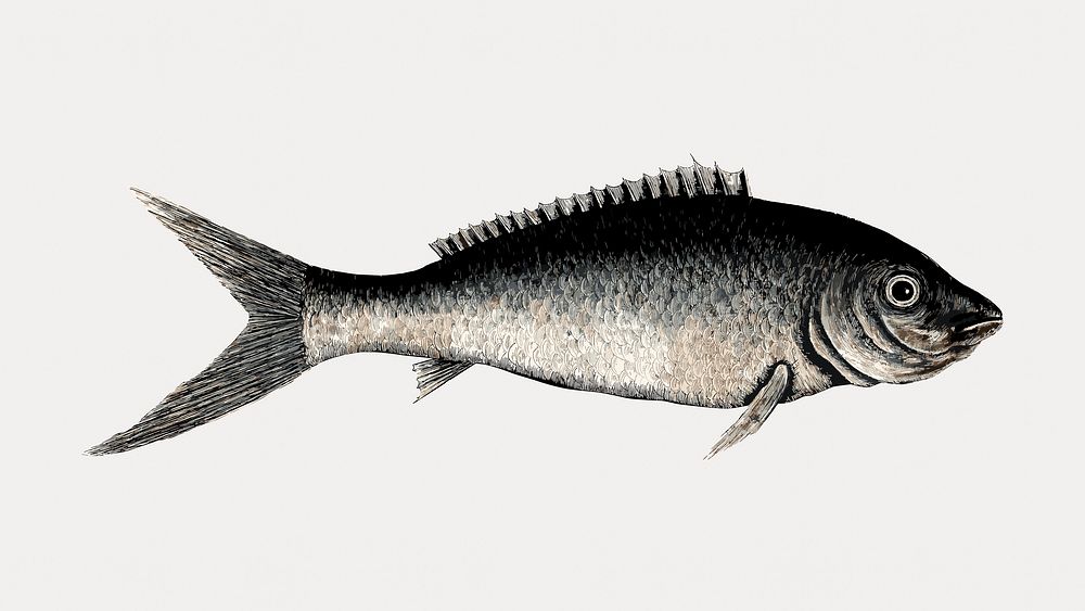 Bonefish fish, vintage illustration isolated | Free Vector - rawpixel