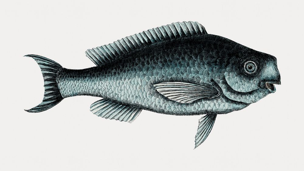 Novacula Images | Free Photos, PNG Stickers, Wallpapers & Backgrounds ...