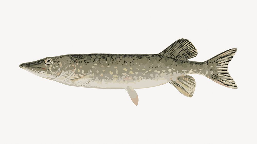Pike fish vintage , illustration | Free Vector - rawpixel