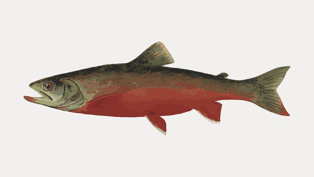 Canadian red trout vintage sticker, | Free Vector - rawpixel